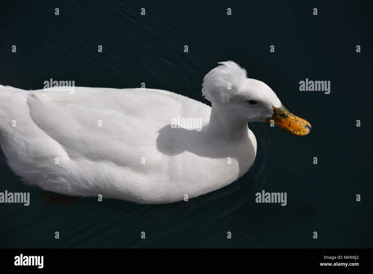 Pheasant water swimming hi-res stock photography and images - Alamy