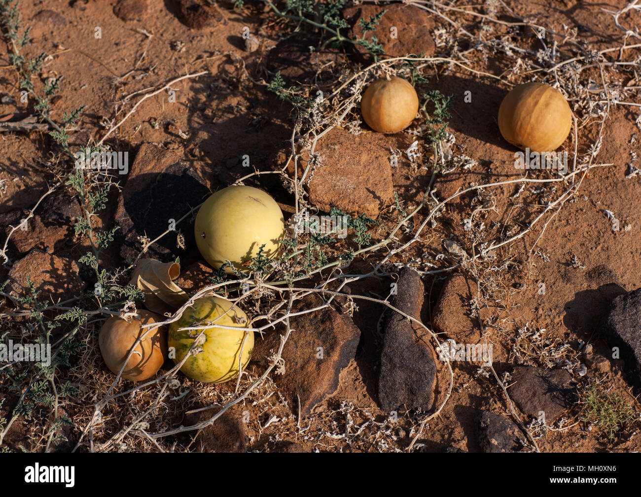 Watermelons growing on field, Najran Province, Najran, Saudi Arabia ...