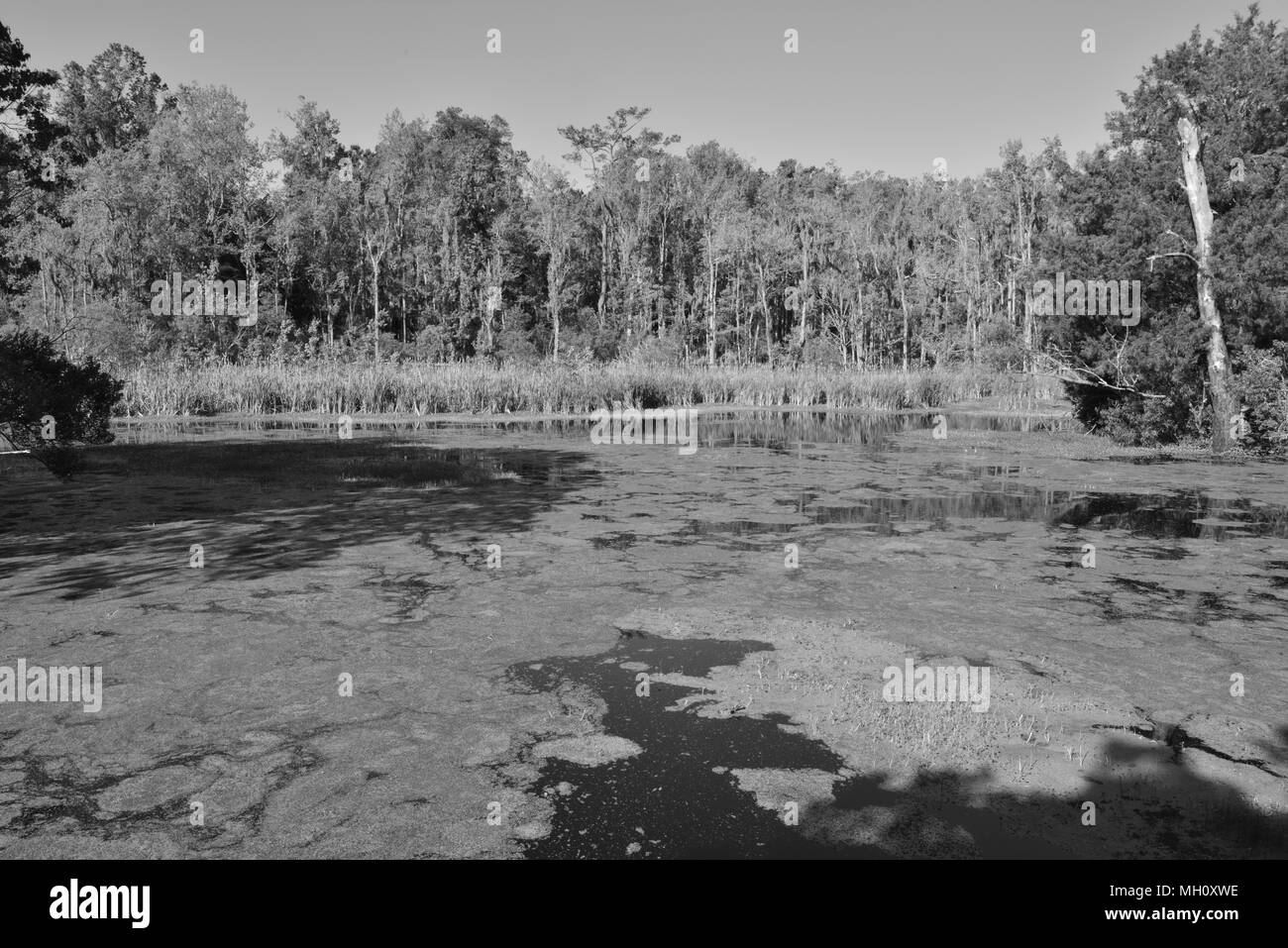 Dark algae Black and White Stock Photos & Images - Alamy