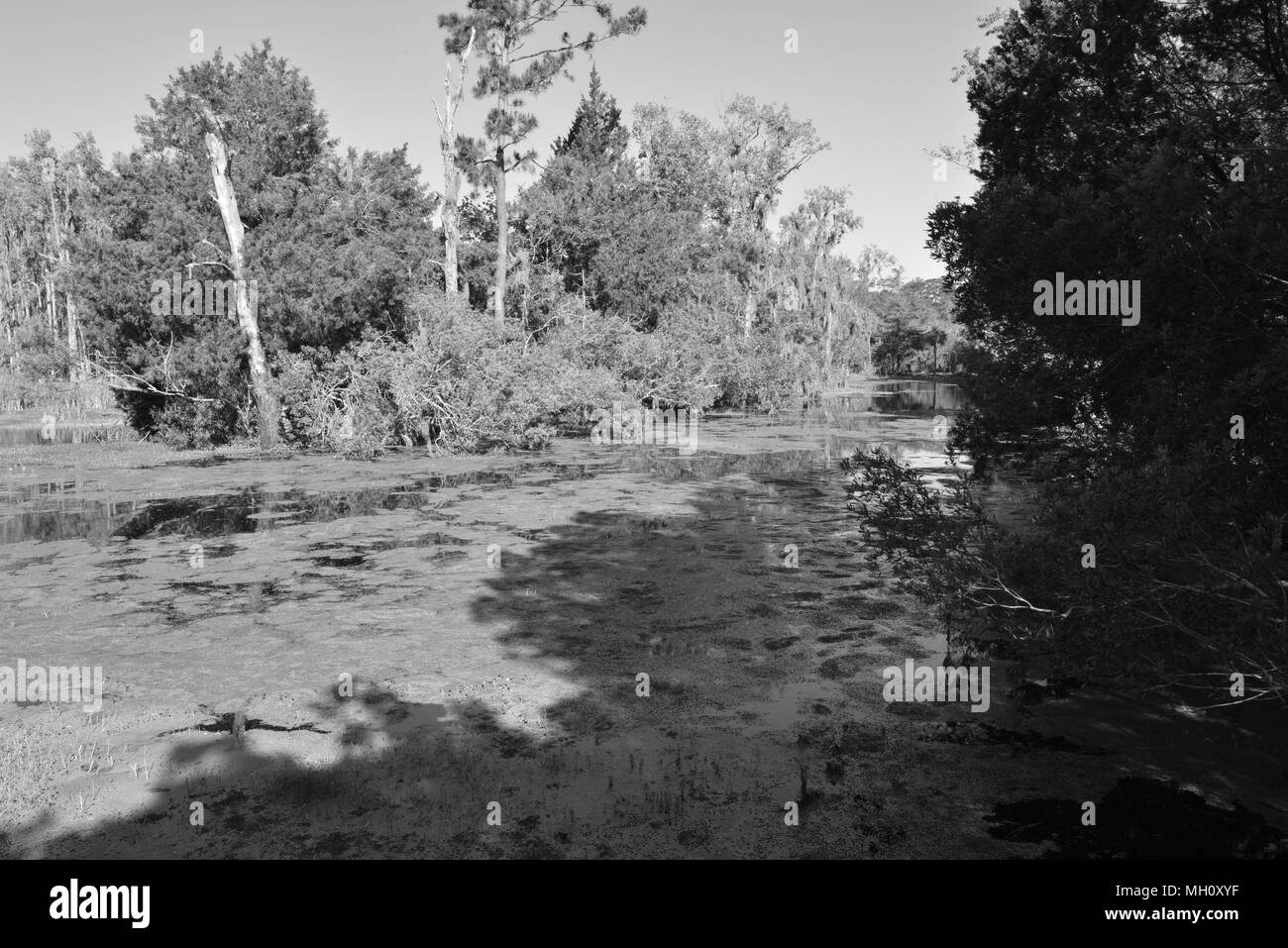 South carolina scenic Black and White Stock Photos & Images - Alamy