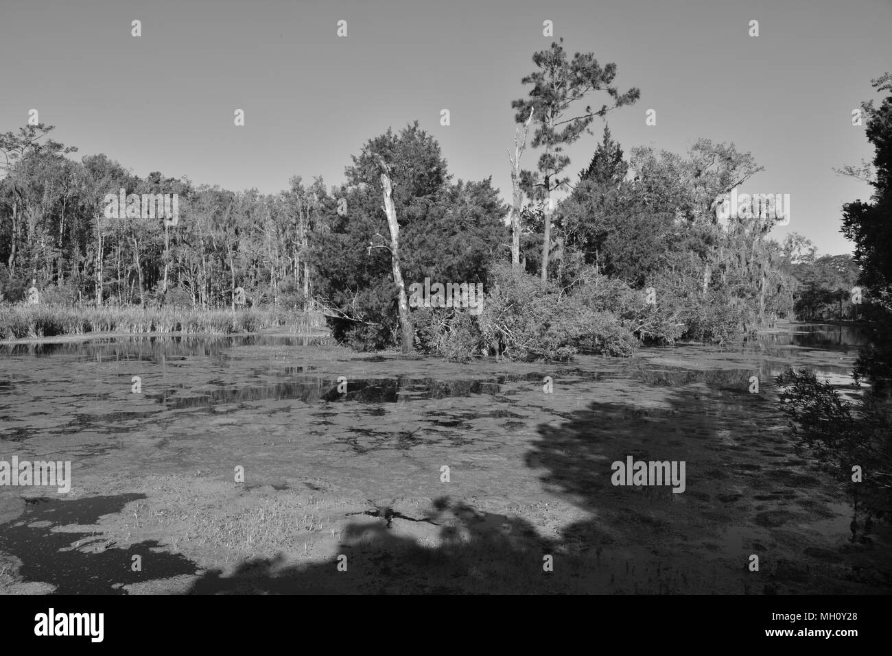 Algae in swamp Black and White Stock Photos & Images - Alamy