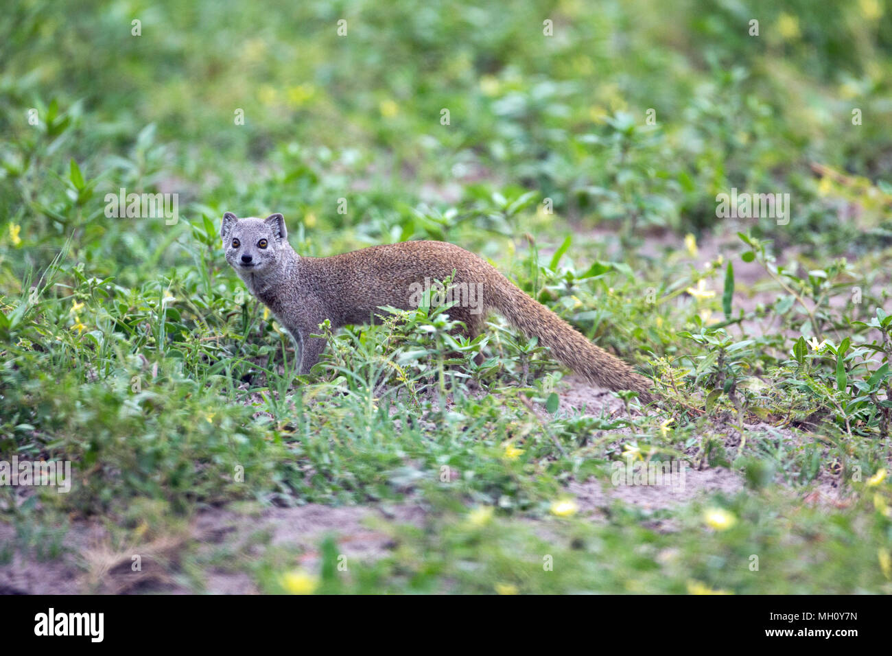 Moswe hi-res stock photography and images - Alamy