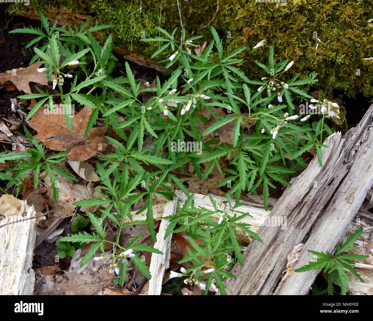 A colony of cutleaf toothwort plants with dainty pink flowers Stock ...