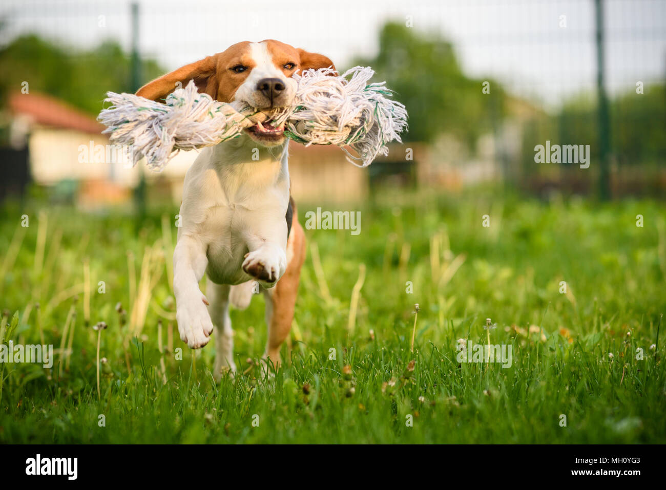 Beagle dog jumping and running with a toy outdoors towards the camera ...