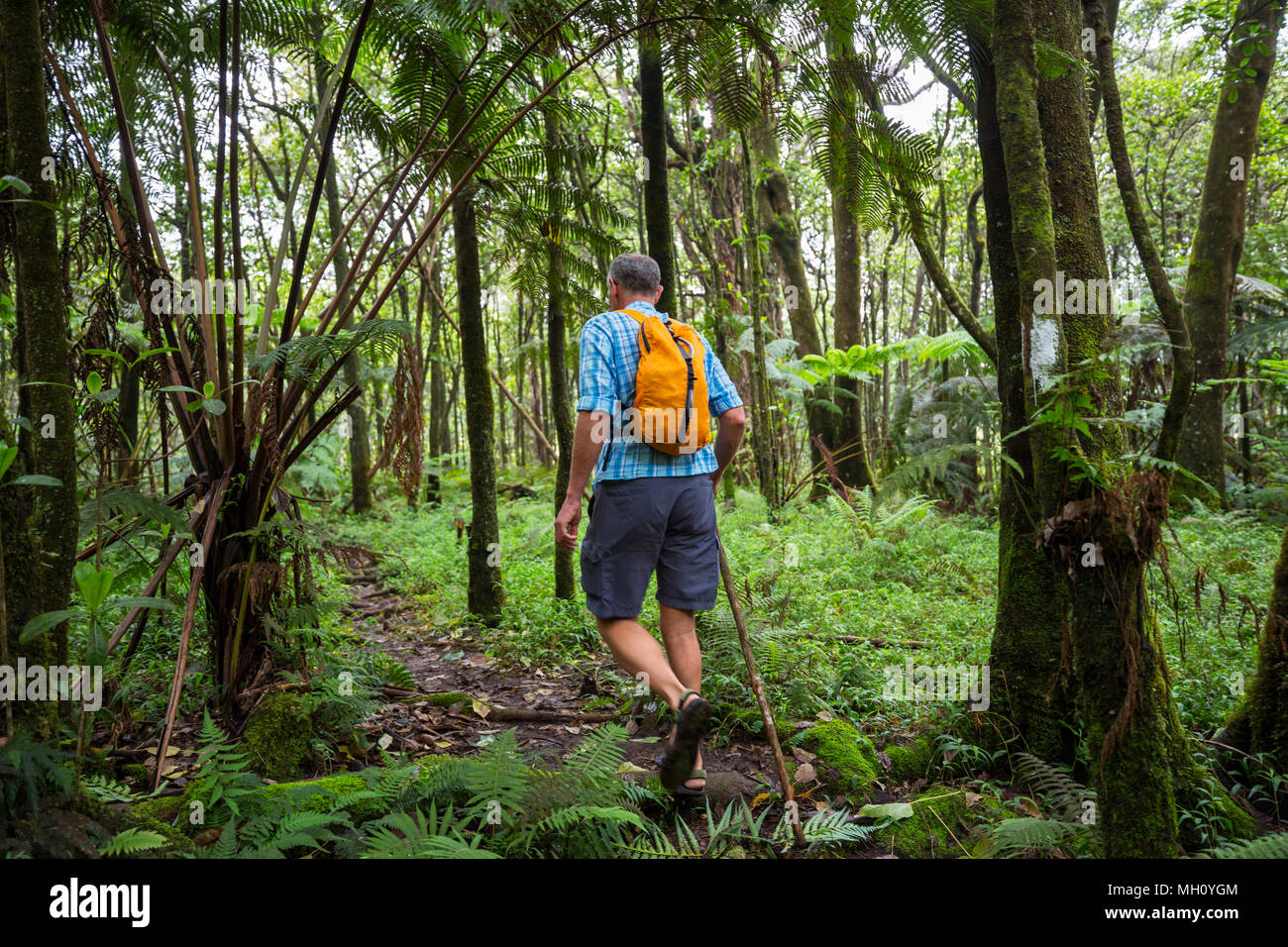 Hike in jungle Stock Photo - Alamy