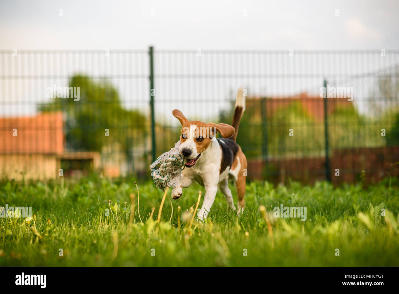 Beagle dog jumping and running with a toy outdoors towards the camera ...