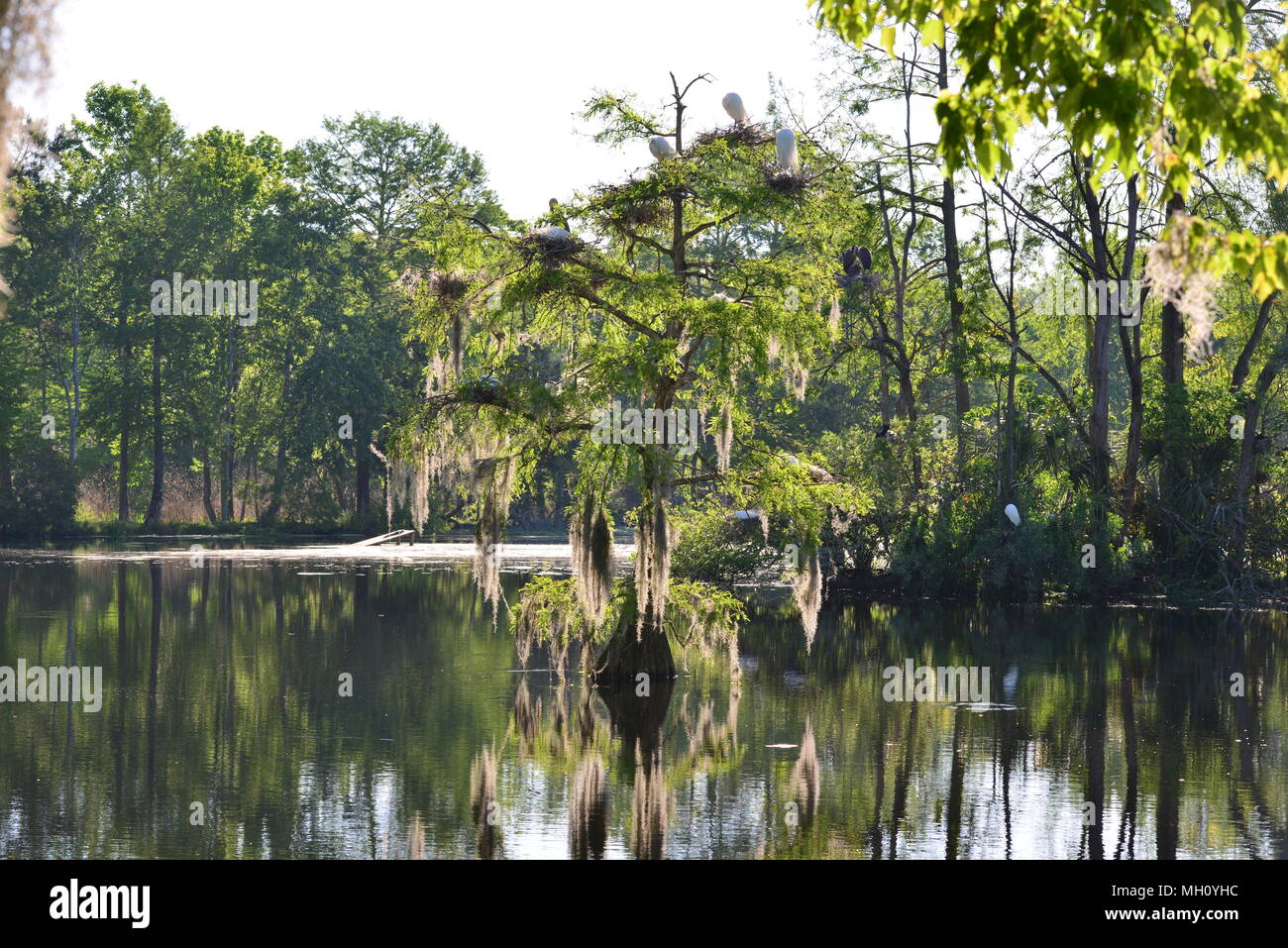 Swamp near Charleston in South Carolina Stock Photo - Alamy