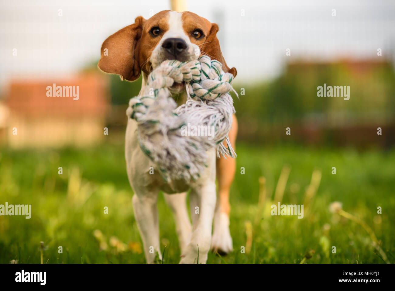 Beagle dog jumping and running with a toy outdoors towards the camera ...
