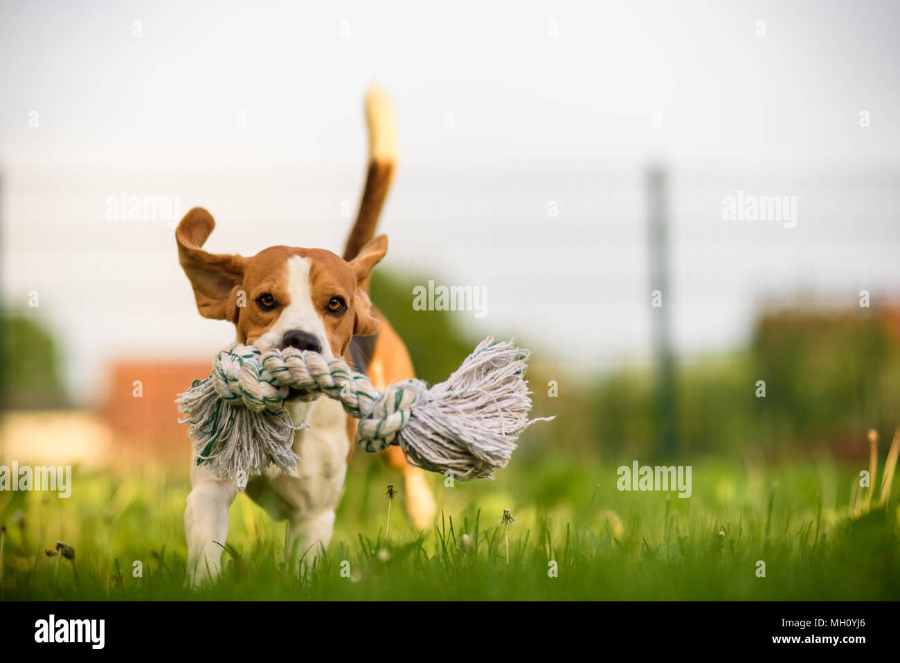 Train coming towards the camera hi-res stock photography and images - Alamy