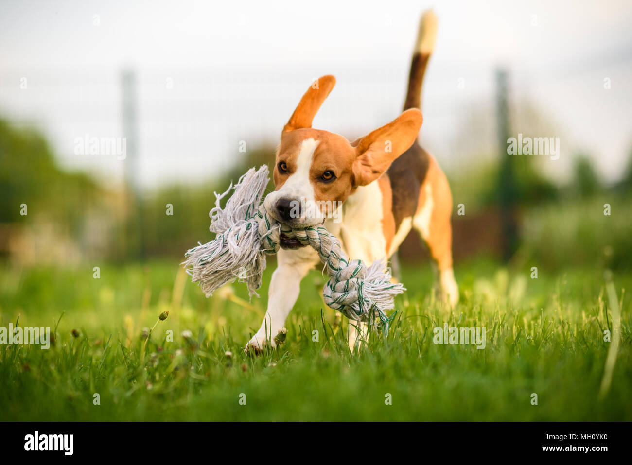Beagle dog jumping and running with a toy outdoors towards the camera ...