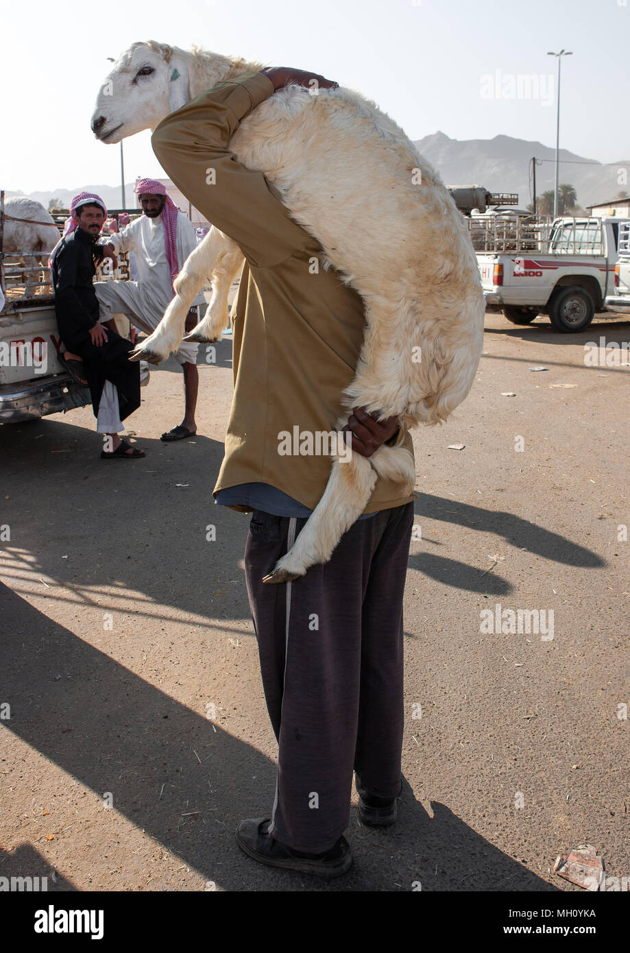 Man Carrying A Sheep Stock Photos & Man Carrying A Sheep Stock Images ...