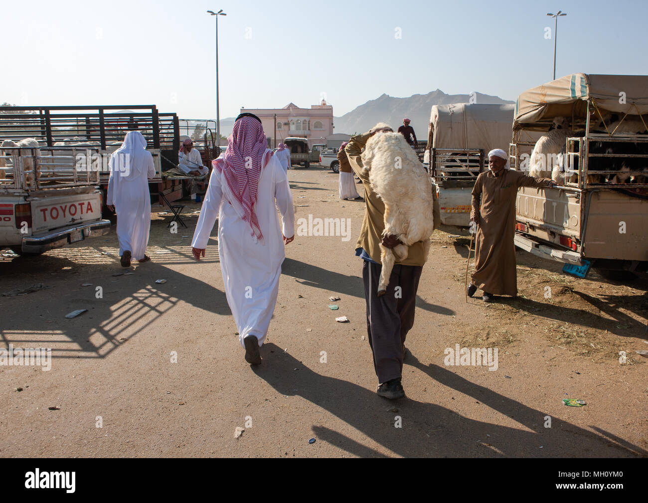 Sheep Saudi Arabia Stock Photos & Sheep Saudi Arabia Stock Images - Alamy