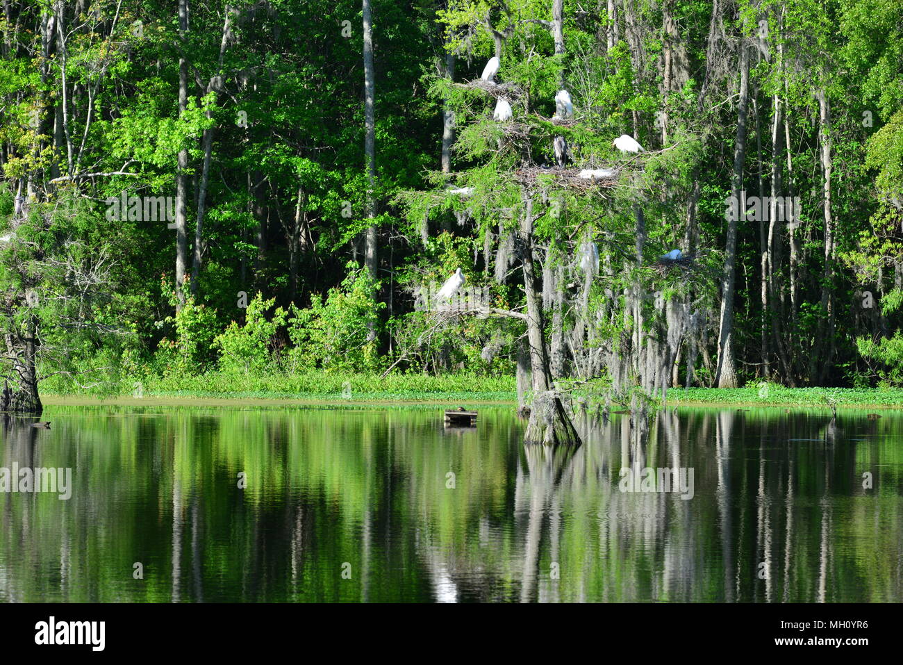 Swamp near Charleston in South Carolina Stock Photo - Alamy