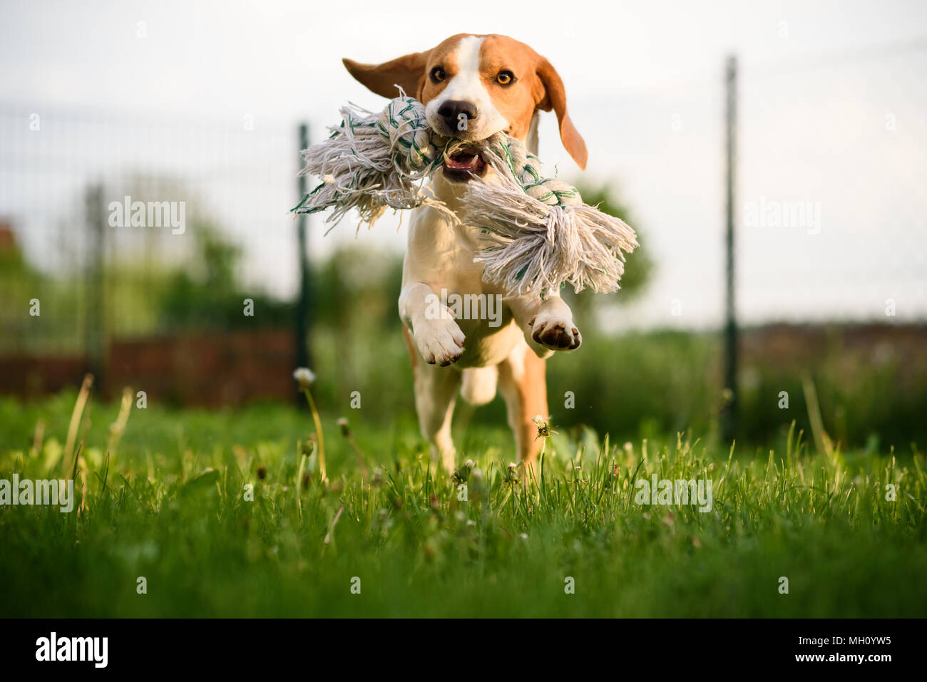 Beagle dog jumping and running with a toy outdoors towards the camera ...