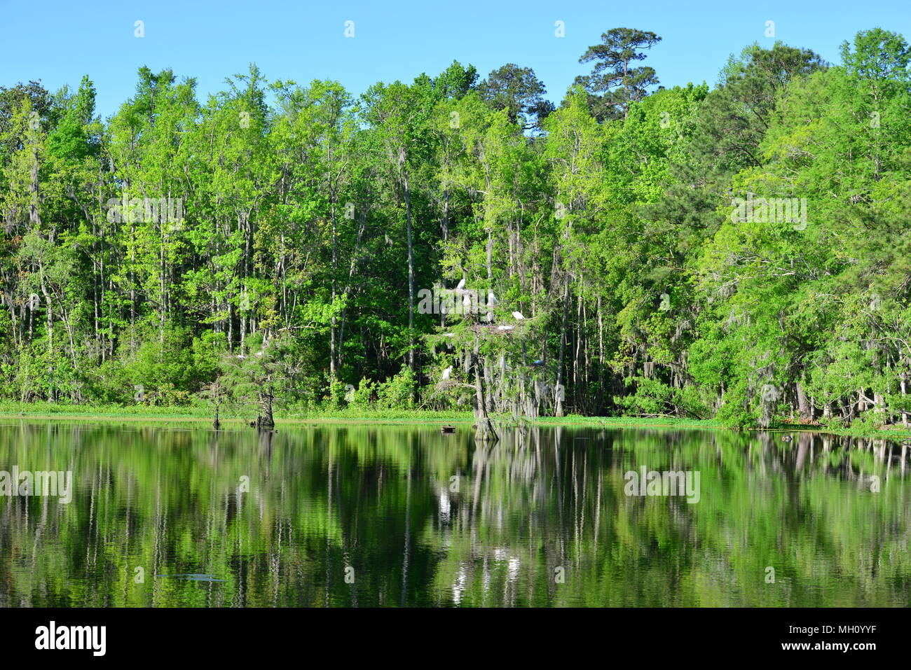 Swamp near Charleston in South Carolina Stock Photo - Alamy