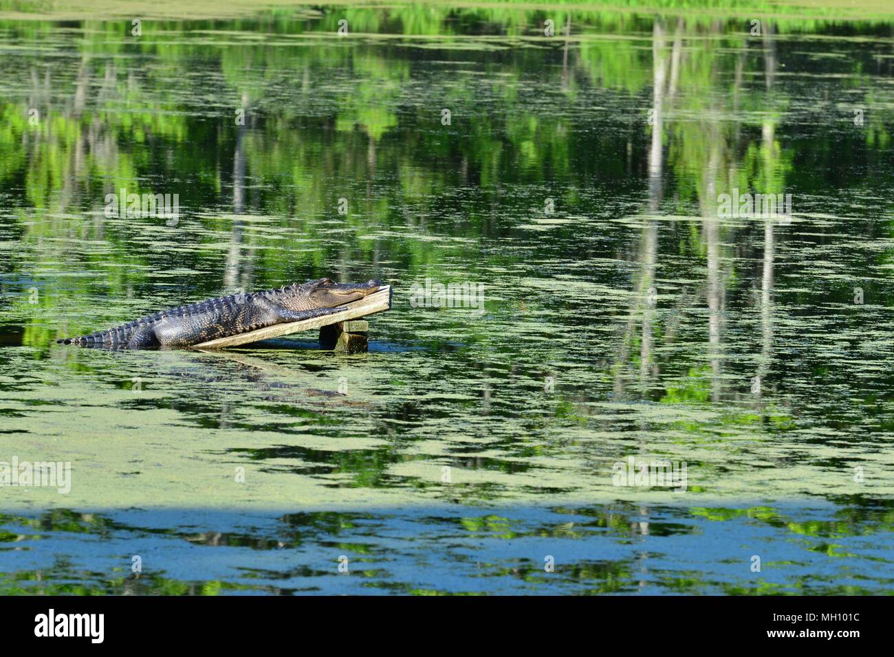 Alligator relaxing in the sun at a swamp in South Carolina Stock Photo ...