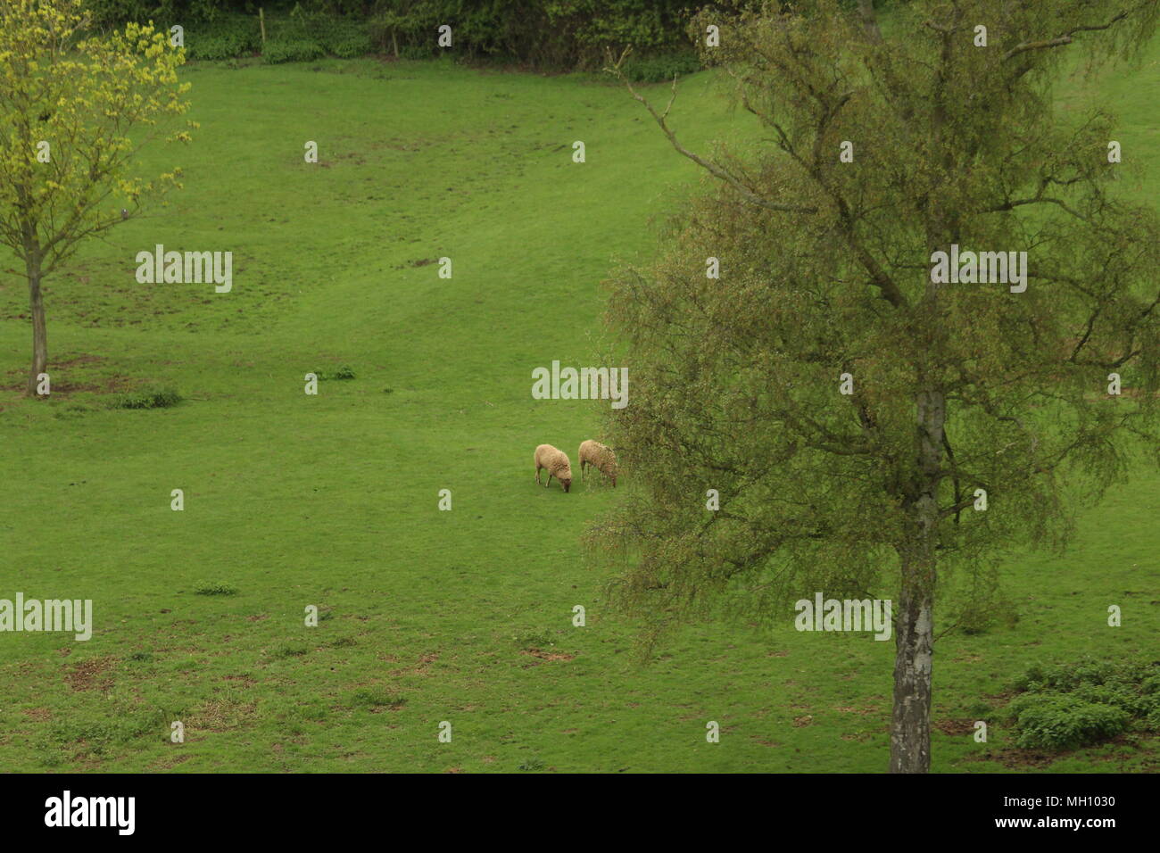 Pastoral Scenes - Sheep grazing in the British Countryside Stock Photo ...