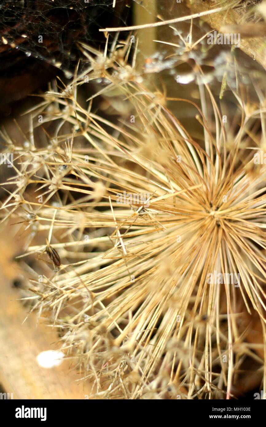 Dead Perennials - Close-up shot of seedhead after rain Stock Photo - Alamy