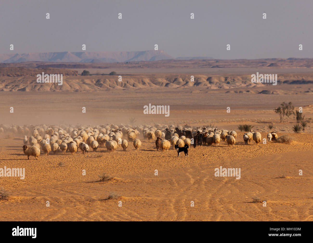 Sheep Saudi Arabia Stock Photos & Sheep Saudi Arabia Stock Images - Alamy