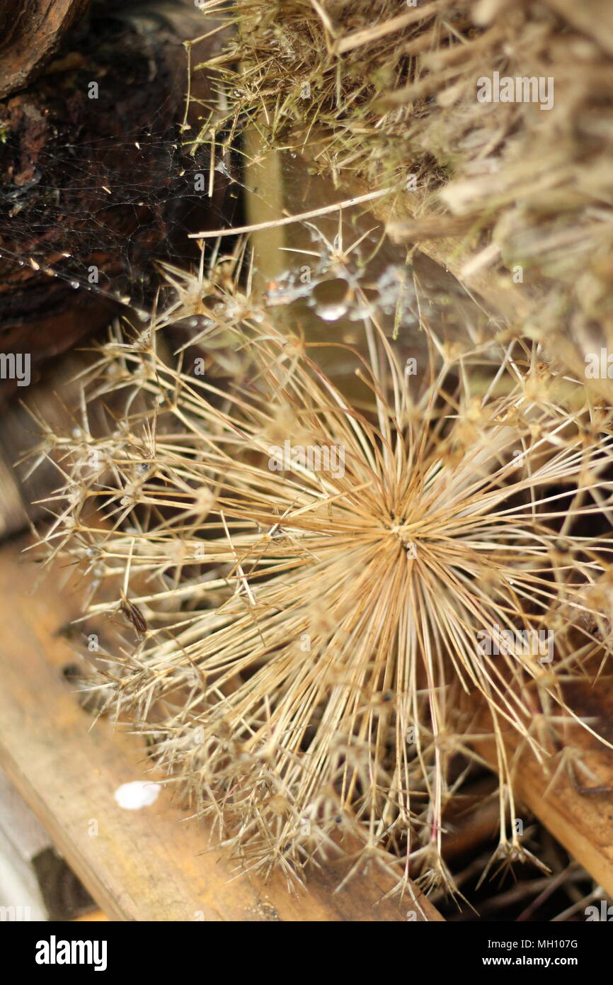 Dead Perennials - Close-up shot of seedhead after rain Stock Photo - Alamy