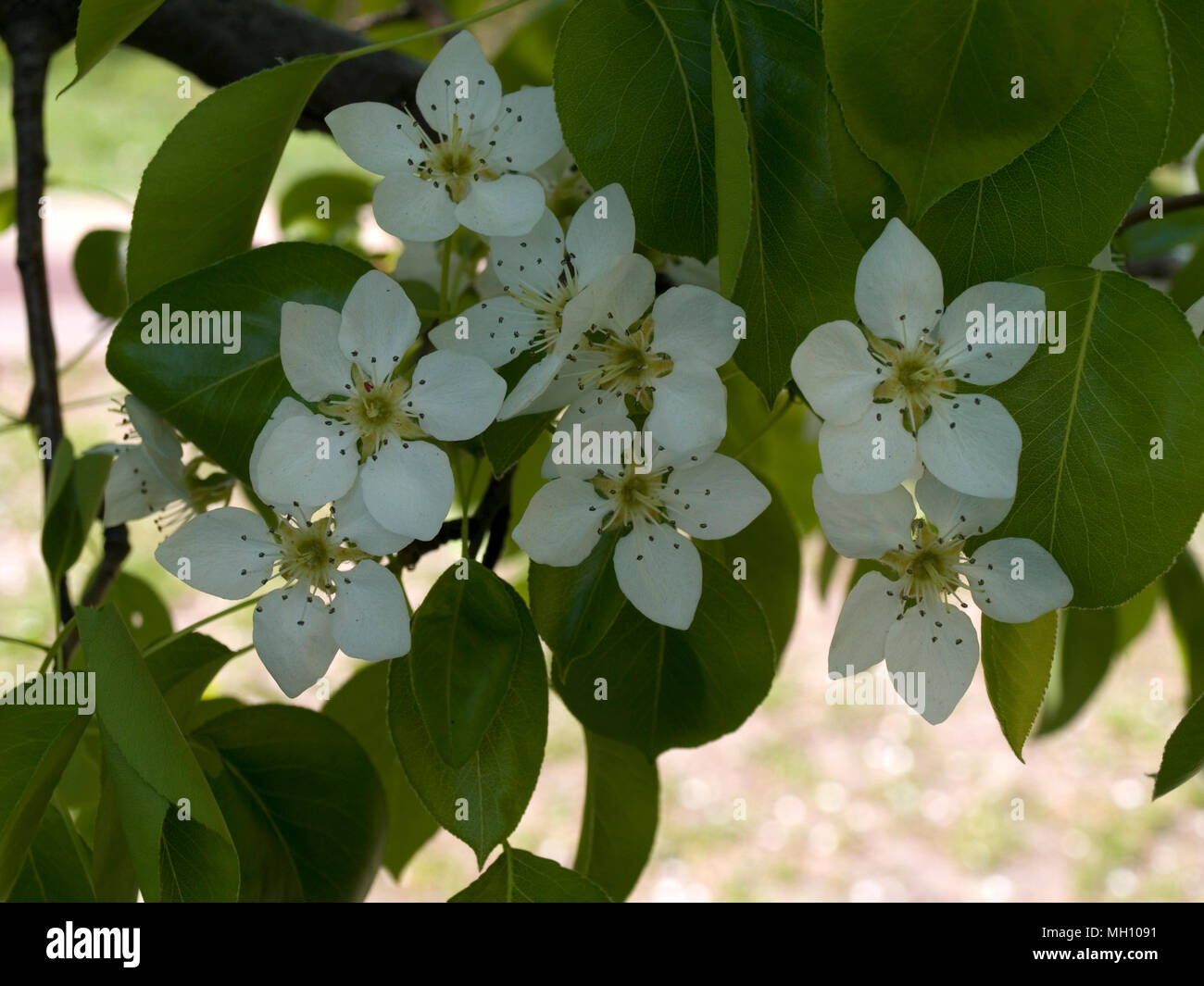 Blooming wild pear Stock Photo - Alamy