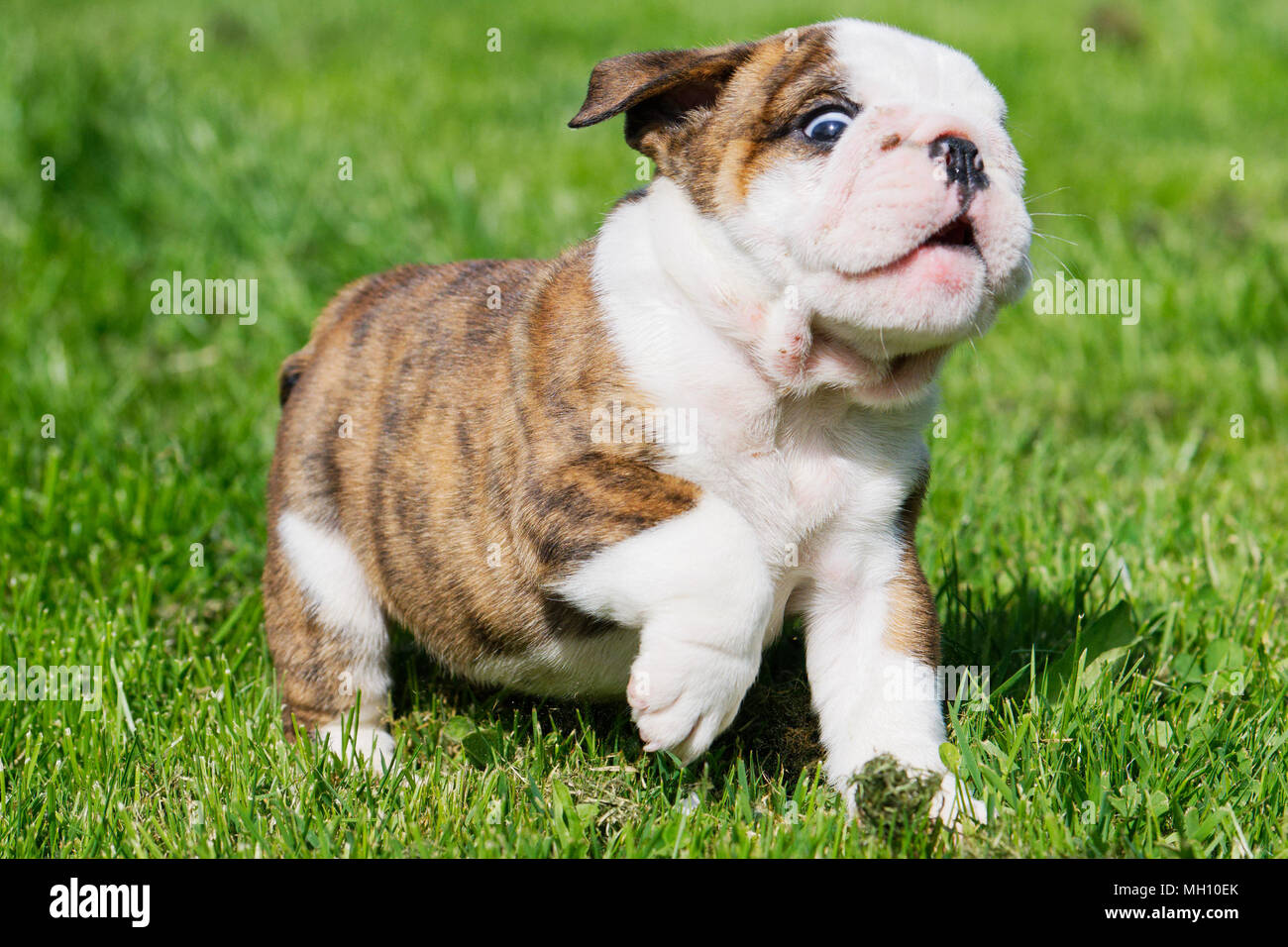 English bulldog outdoor portrait hi-res stock photography and images ...