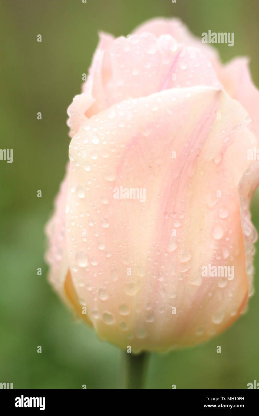 Water drops on tulips after hi-res stock photography and images - Alamy