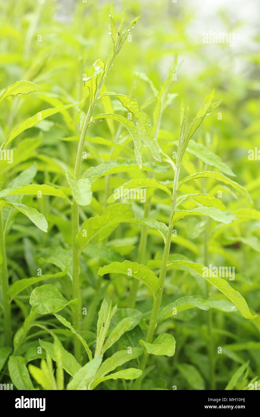 Green gardens - Small ants climbing on ferns after rainfall Stock Photo ...