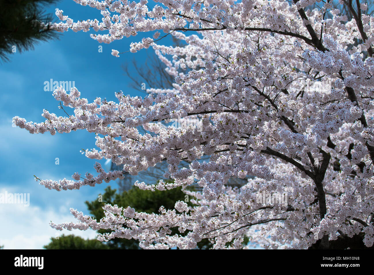 Beautiful sakura tree hi-res stock photography and images - Alamy