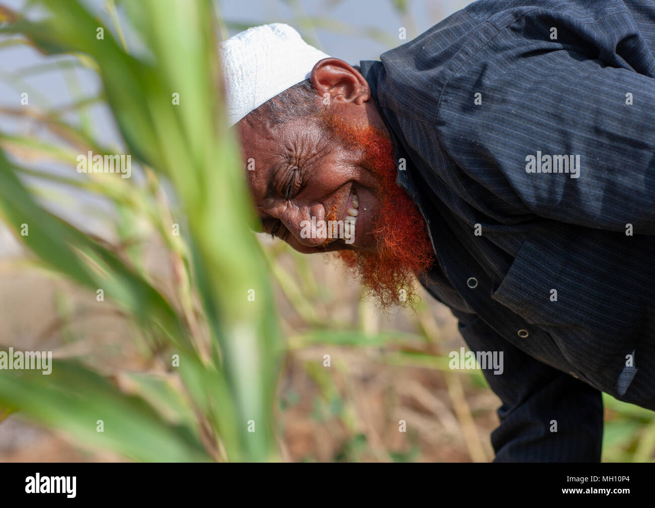 Red beard saudi man on the tihama coast harvesting, Jizan Region, Jizan ...