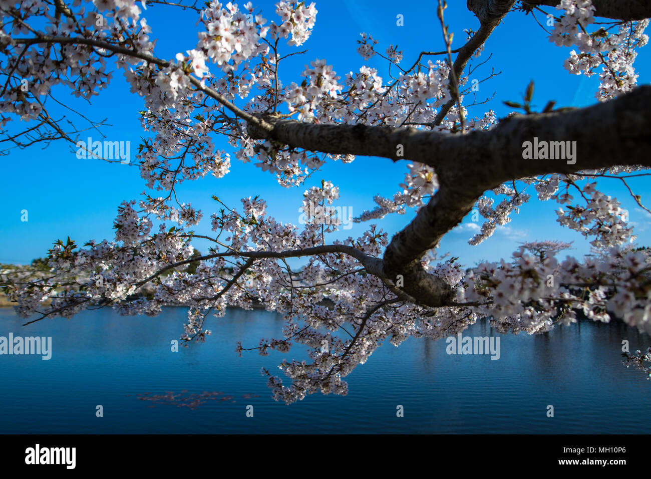 Sakura tree branch reaching over water Stock Photo - Alamy