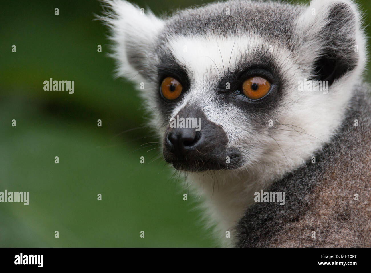 Close up of the face of a lemur Stock Photo - Alamy