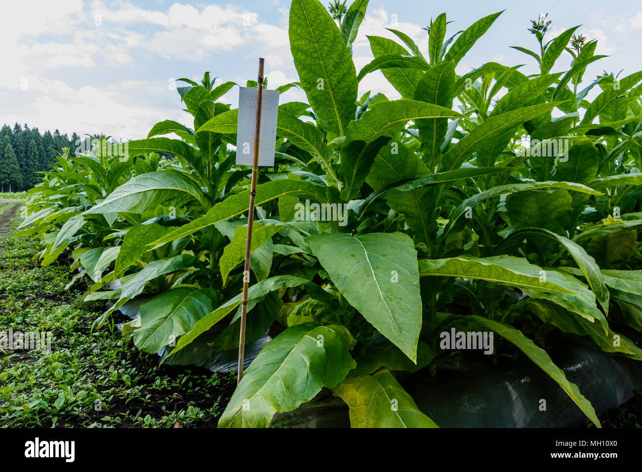 Tobacco prevention hi-res stock photography and images - Alamy