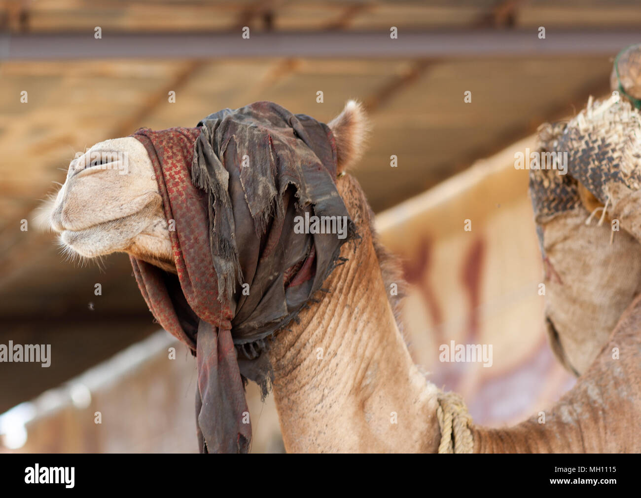Blinded camel turning a mill in a sesam oil factory, Jizan Region ...