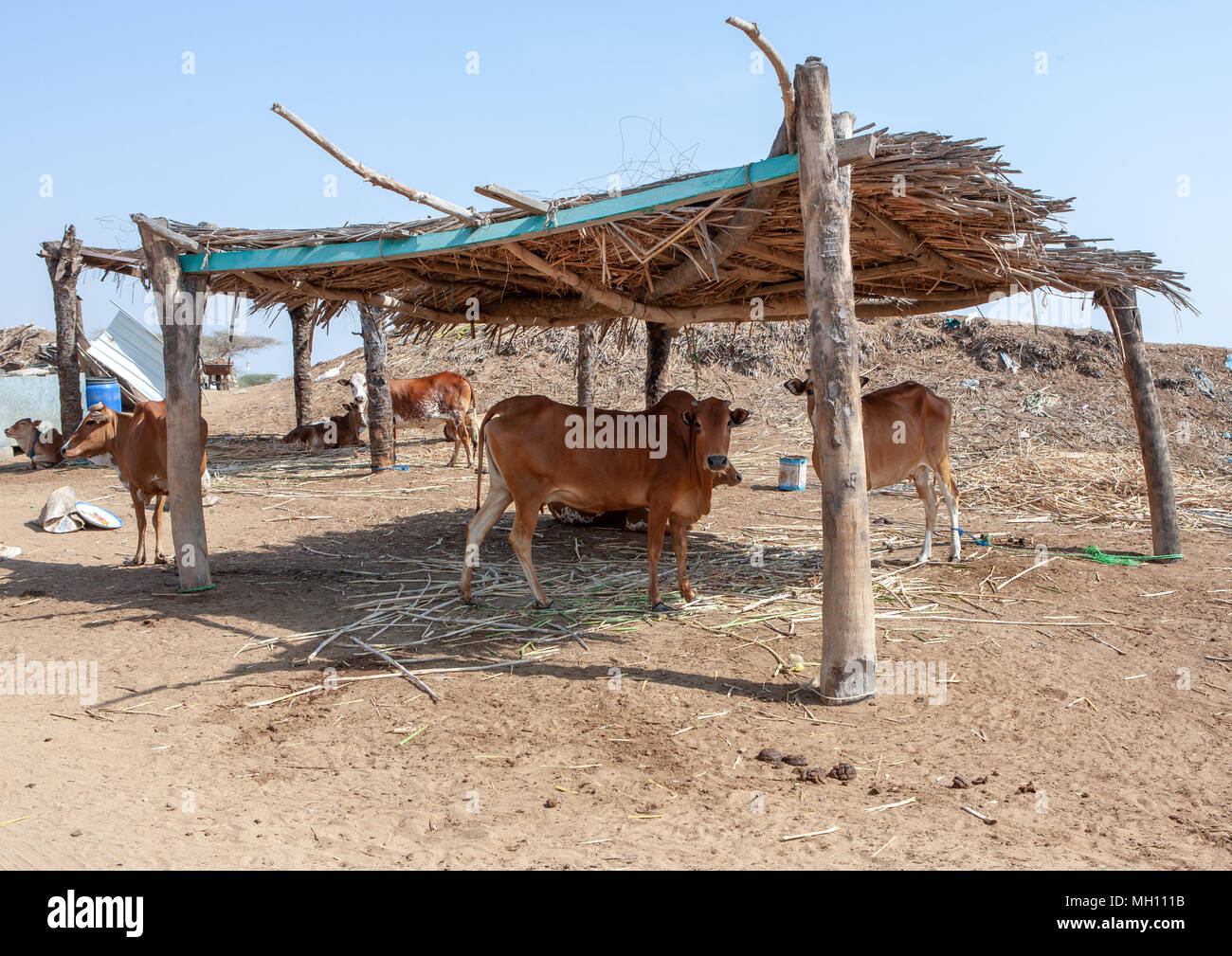 Cows in a farm hi-res stock photography and images - Alamy