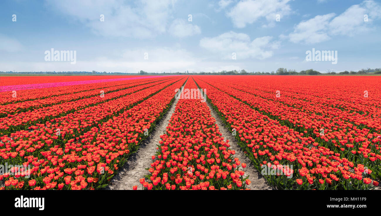 Red tulip field in the Netherlands Stock Photo - Alamy