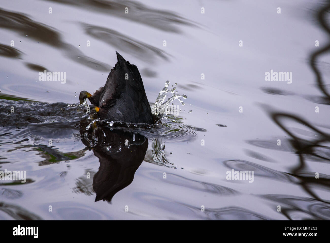 The Eurasian coot bird (Fulica atra) swimming in water at pond Stock ...