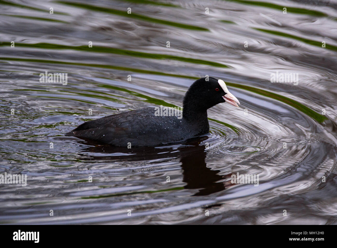 The Eurasian coot bird (Fulica atra) swimming in water at pond Stock ...