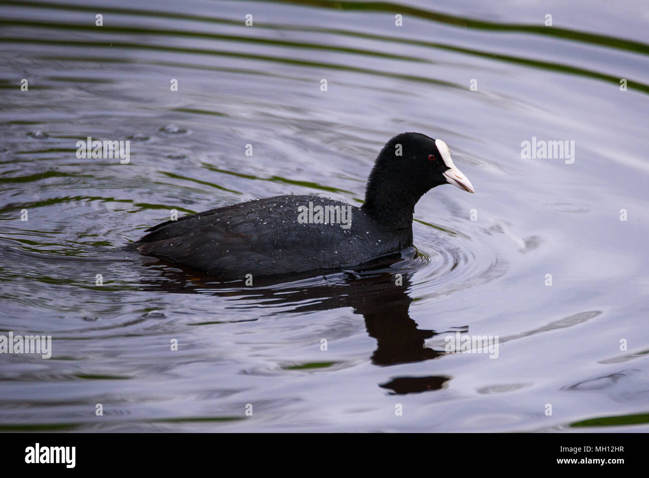 The Eurasian coot bird (Fulica atra) swimming in water at pond Stock ...