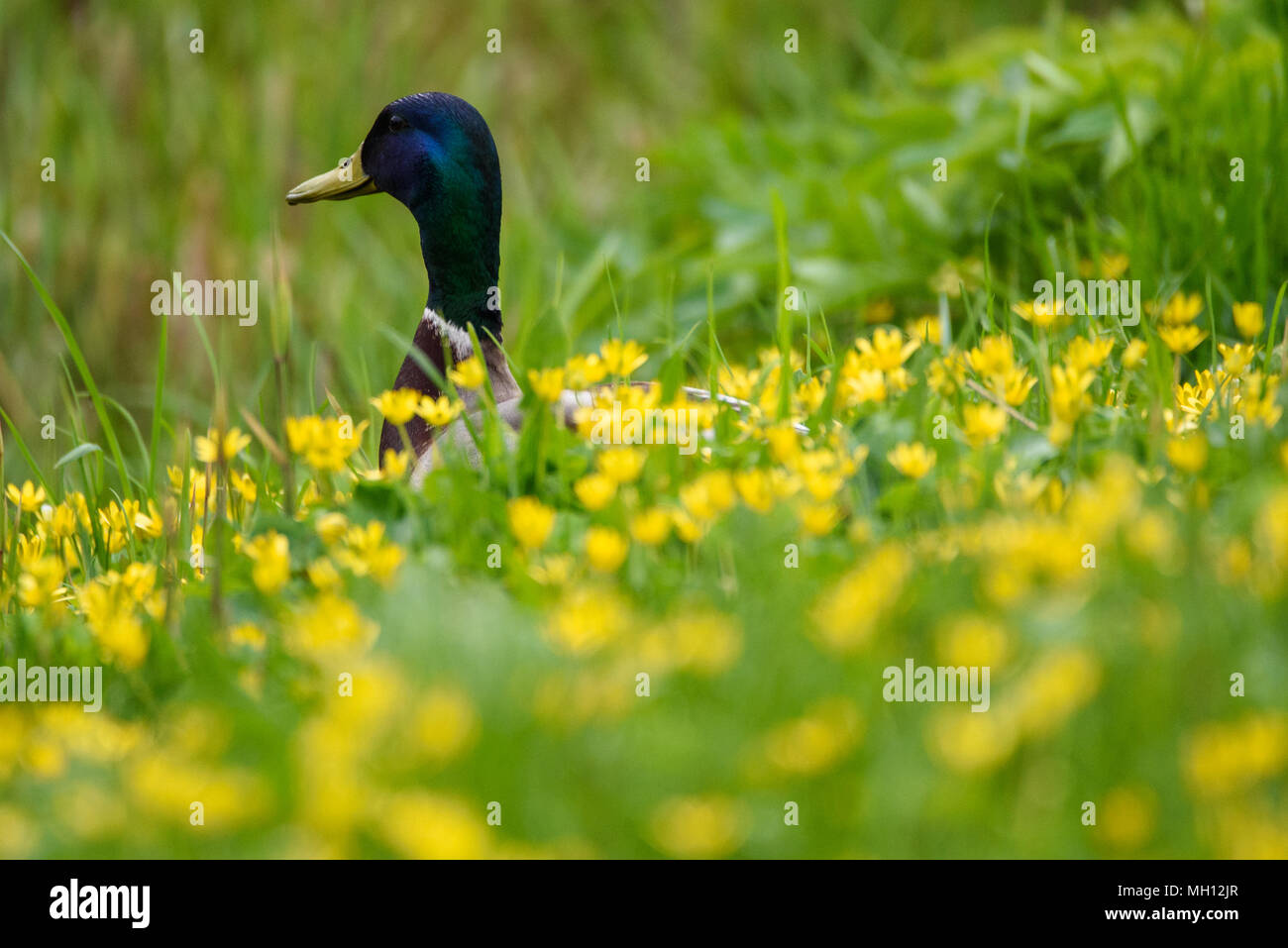 Hiding Duck High Resolution Stock Photography and Images - Alamy