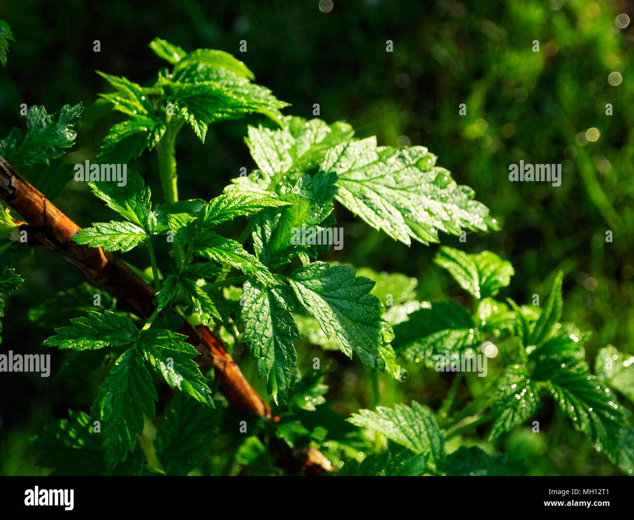 Leaves of raspberry bush, lit by the sun Stock Photo - Alamy