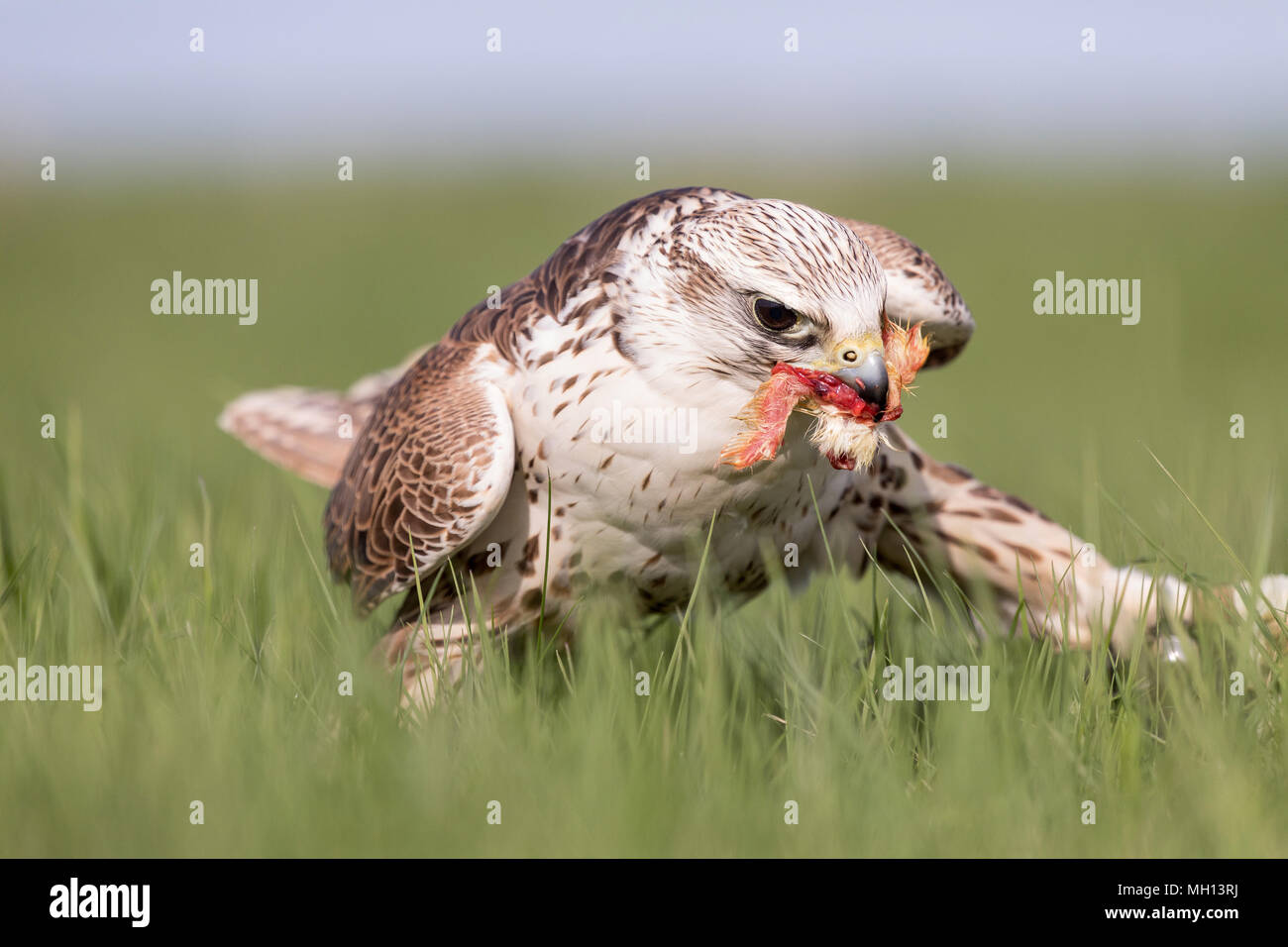 Close-up Portrait of a Hobby Falcon, Falco subbuteo, during feeding on ...