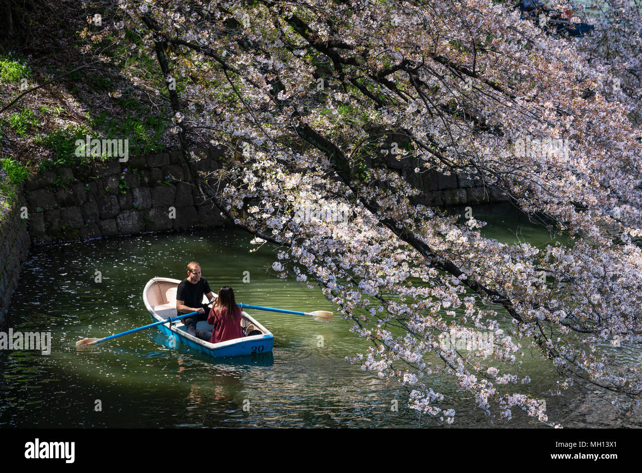 Couple peddle in the hidoriga-fuchi canal during cherry blossom season ...