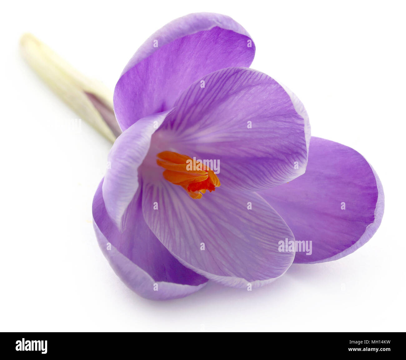 Flower crocus sativus saffron Cut Out Stock Images & Pictures - Alamy