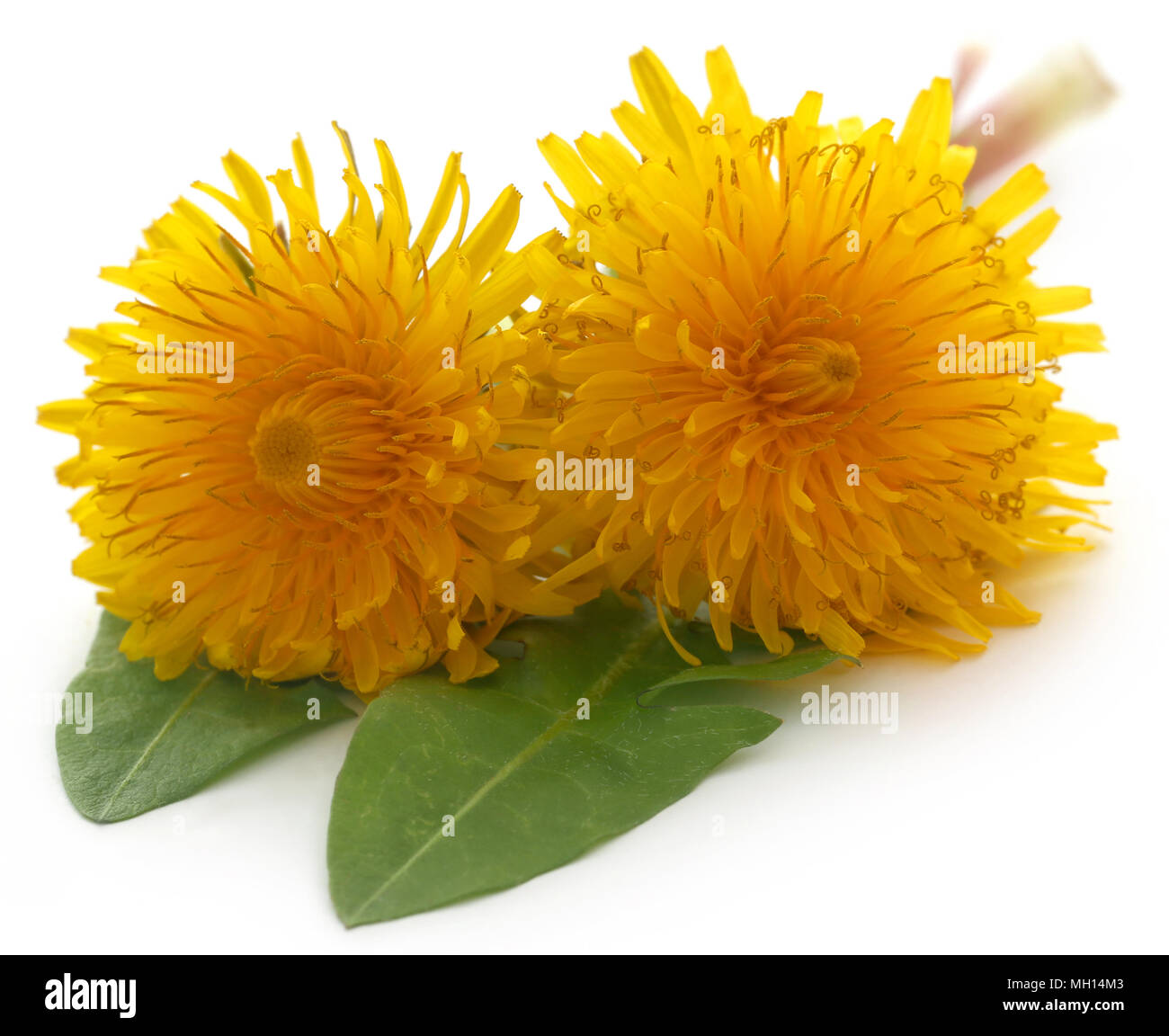Closeup beautiful dandelion Cut Out Stock Images & Pictures - Alamy