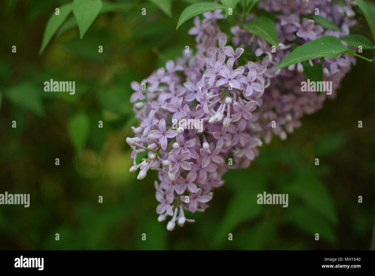 Liliac colour hi-res stock photography and images - Alamy
