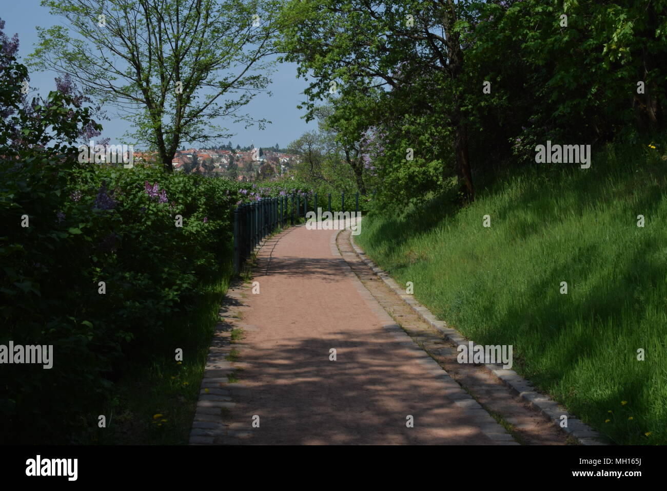 road in the park in spring Stock Photo - Alamy