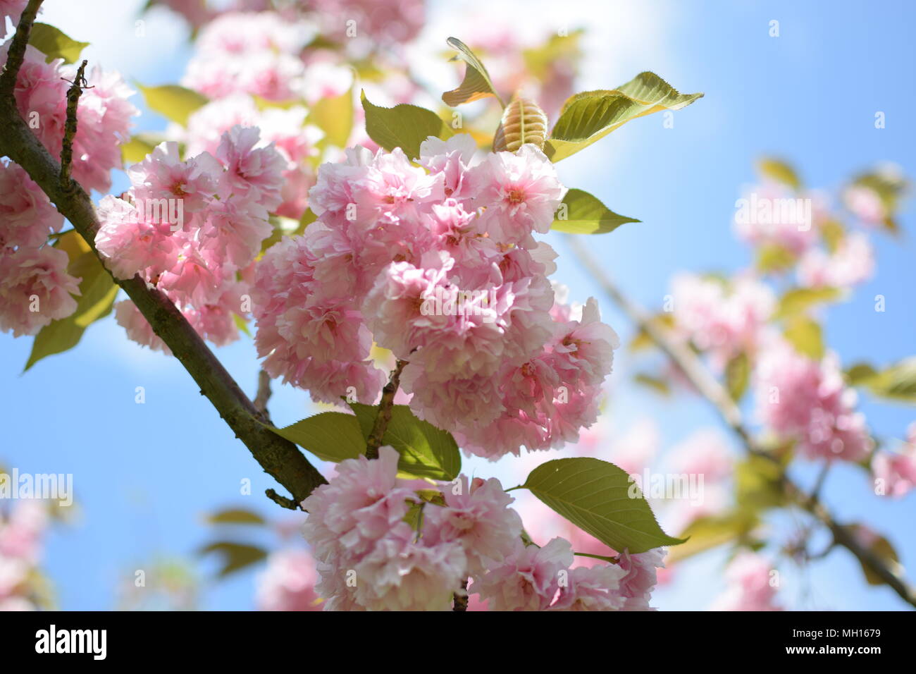 Cherry blossom tree Stock Photo - Alamy