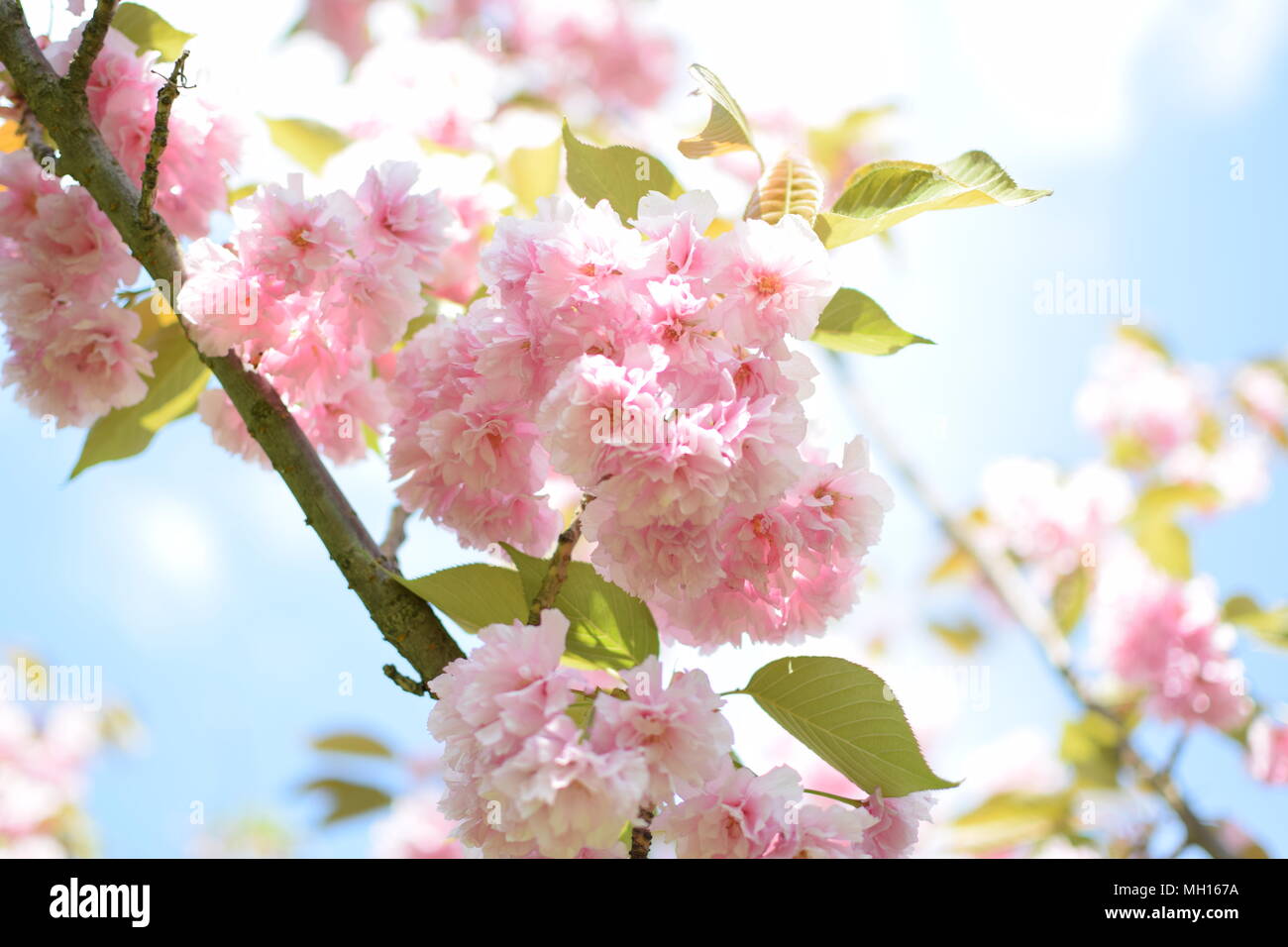 Cherry blossom tree Stock Photo - Alamy