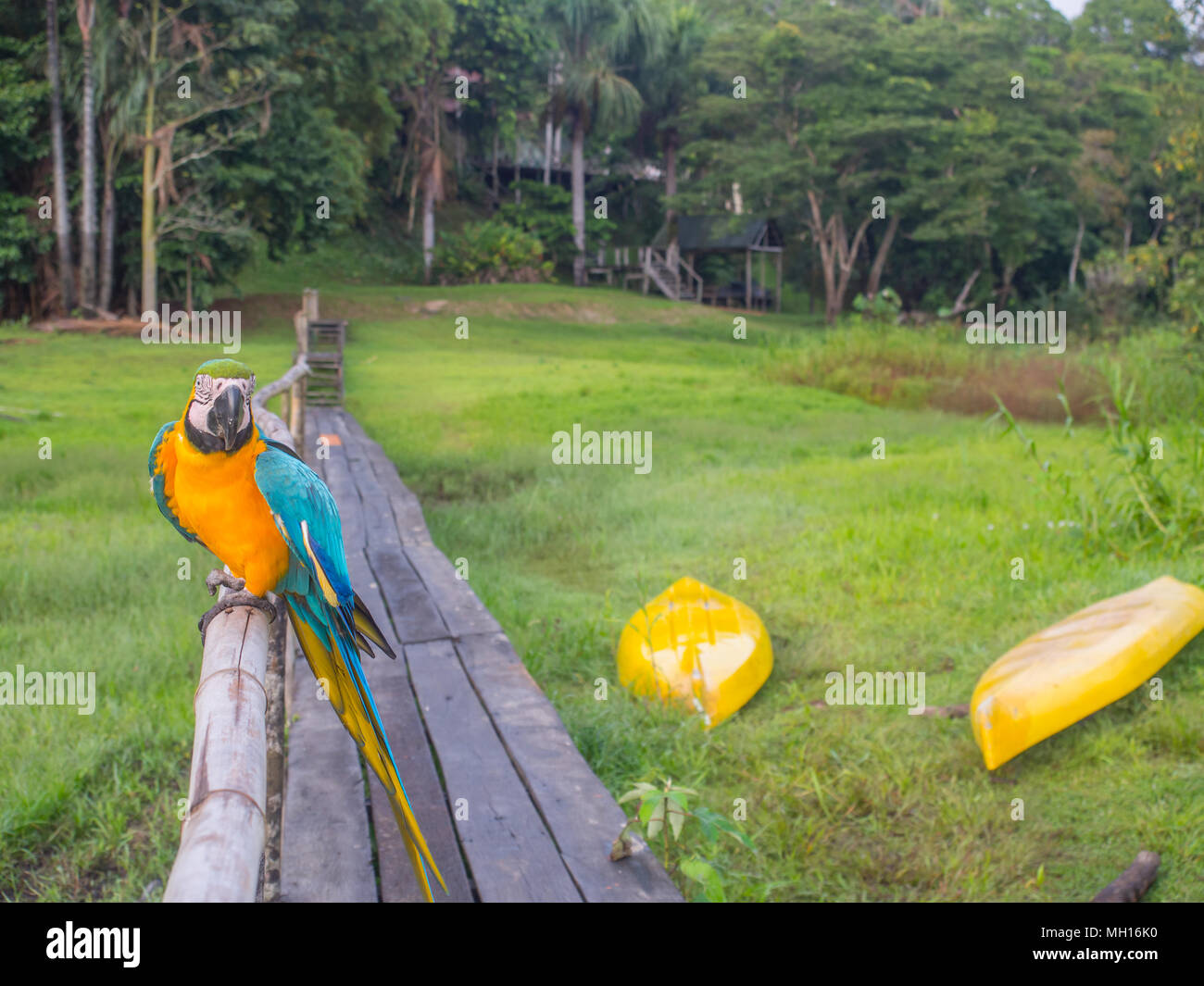 Beautiful, blue and yellow parrot (macaw) in the Amazon jungle Stock ...